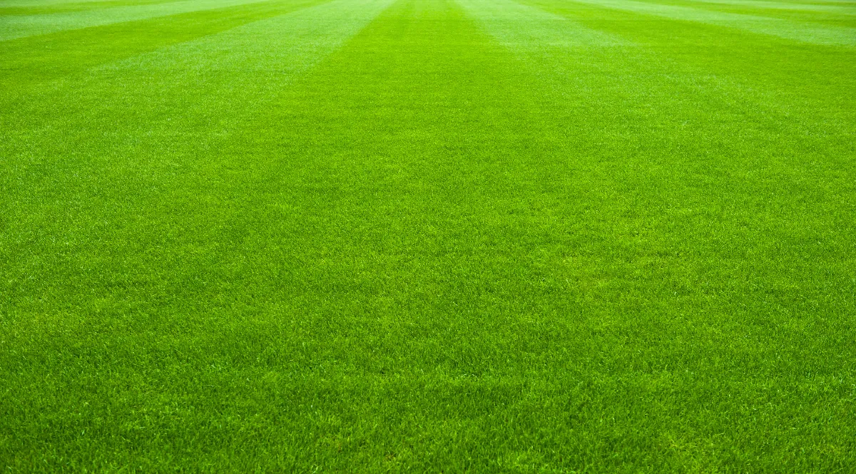 Consejos para un césped siempre verde y denso - Decoy Brico